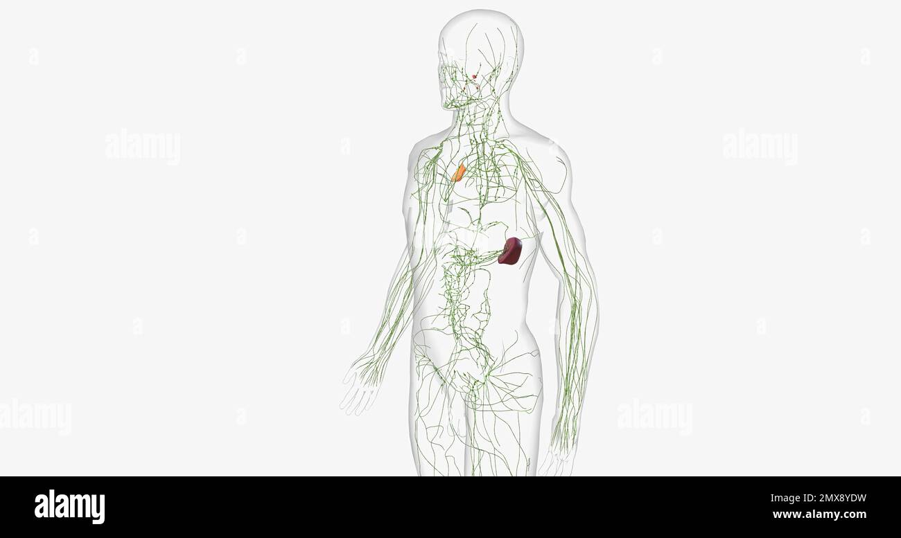 Lymphatic vessels anatomy Cut Out Stock Images & Pictures - Alamy
