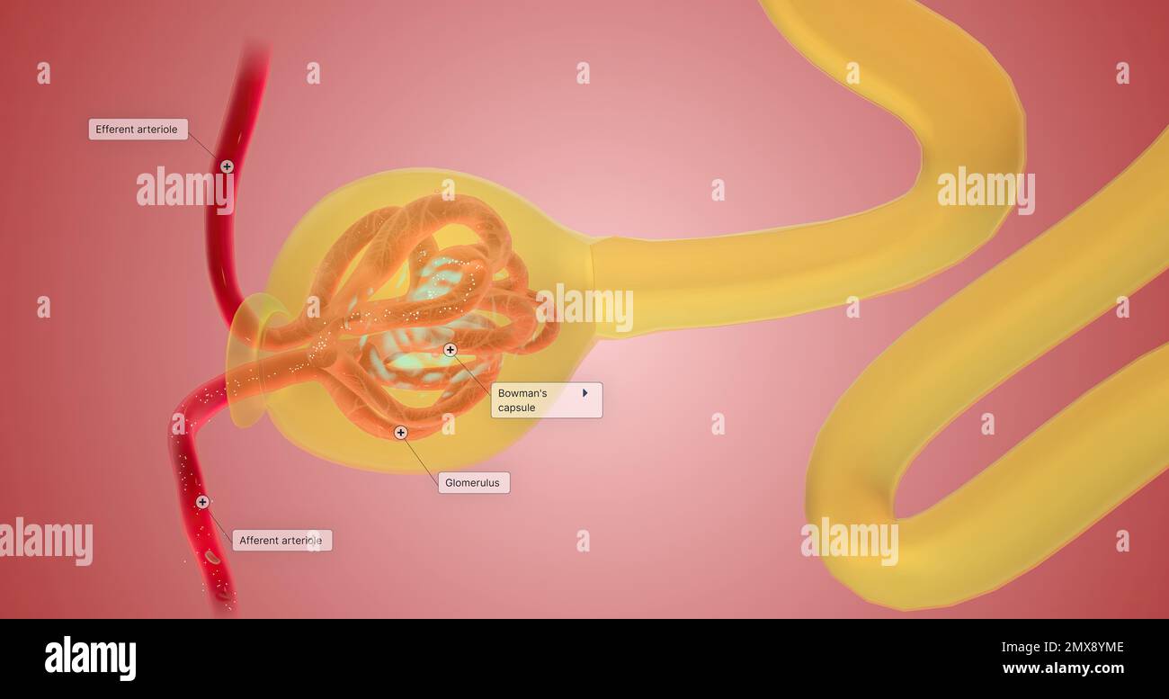 Blood filters hi-res stock photography and images - Alamy