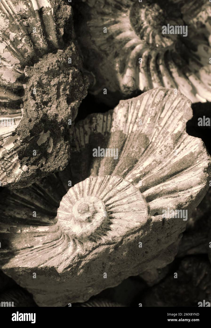 closeup of fossilized ammonites Stock Photo - Alamy