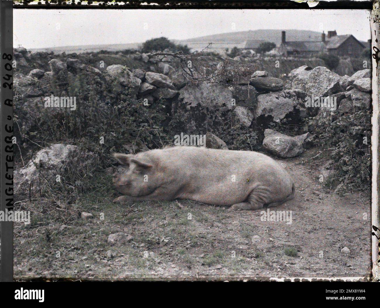 Carbis Bay, Cornwall, England a pig , 1913 - England - Auguste Léon ...