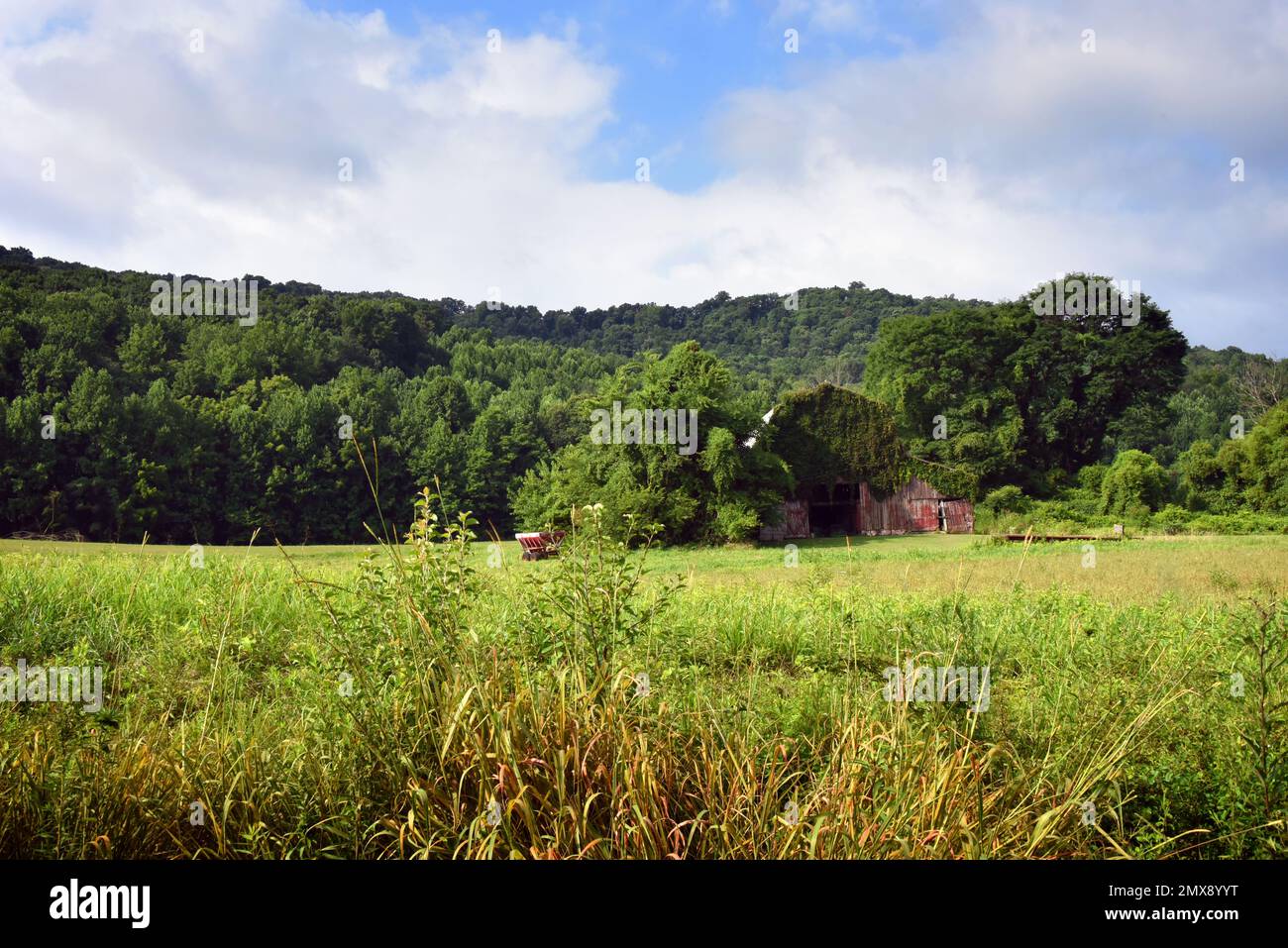 Landscape image of red, wooden barn, covered in ivy, sitting at the ...