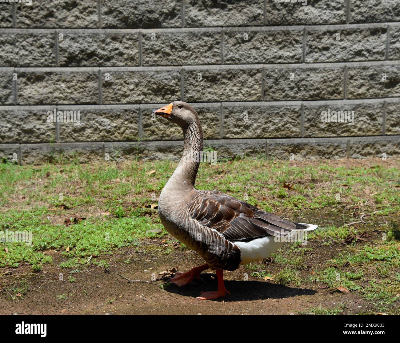 Steinbacher fighting goose hi-res stock photography and images - Alamy