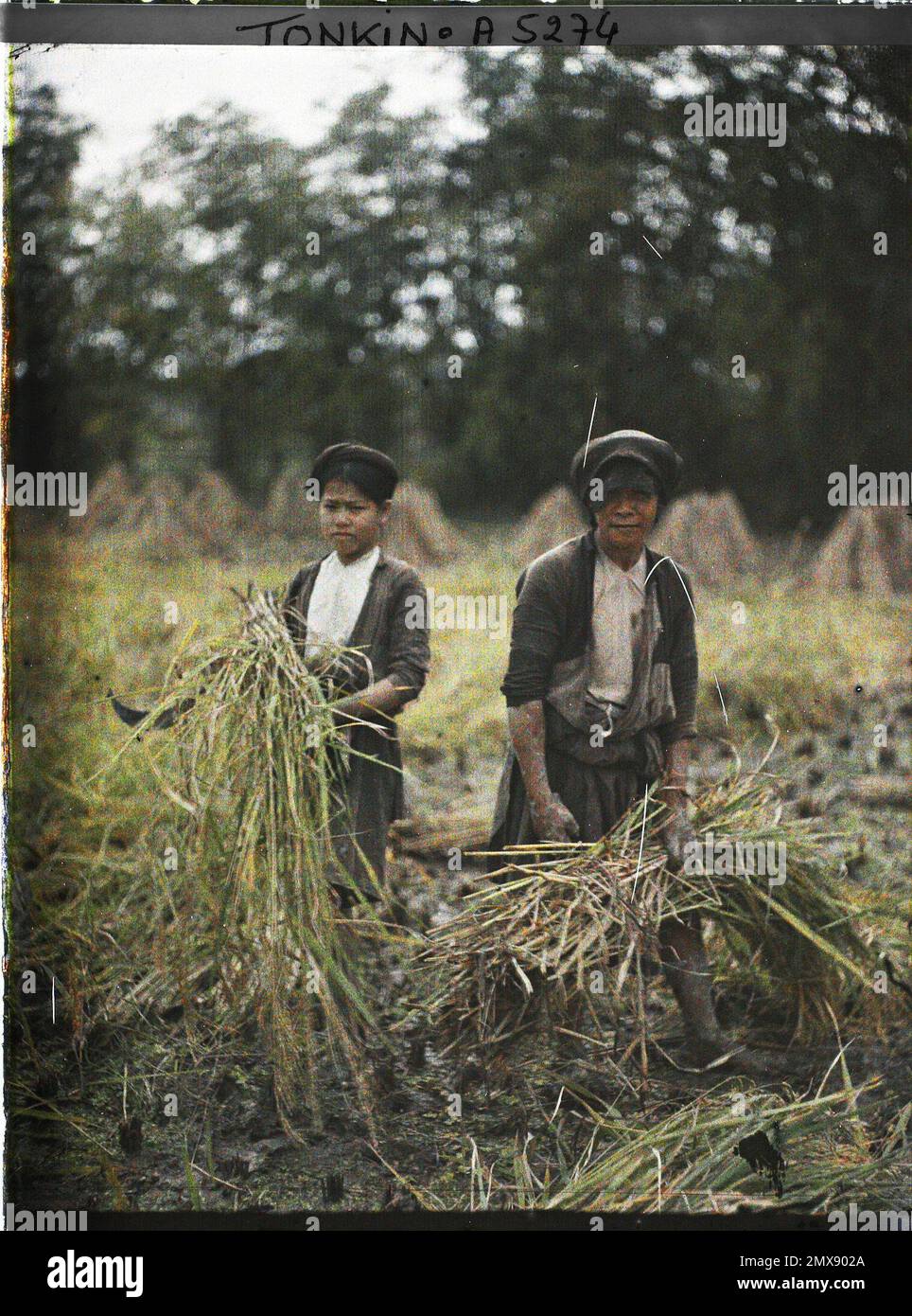 Tonkin, Indochina the harvest of rice , Léon Busy in Indochina Stock ...