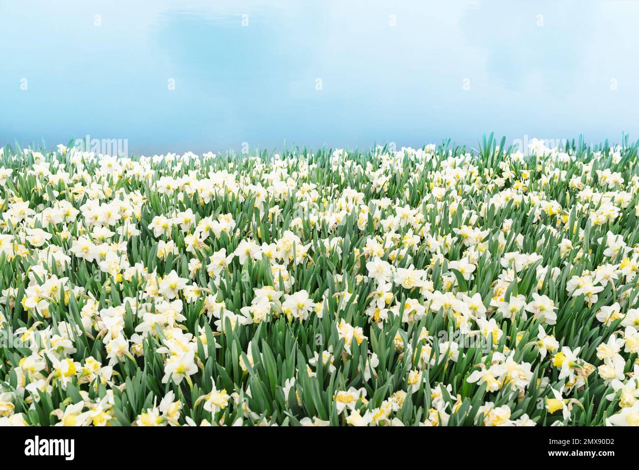Nature background. Beautiful field of daffodils blooming in spring in ...