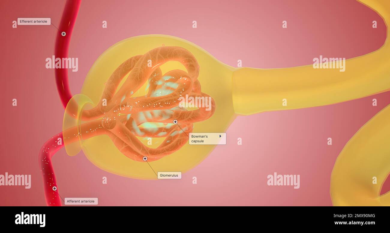 Blood filters hi-res stock photography and images - Alamy
