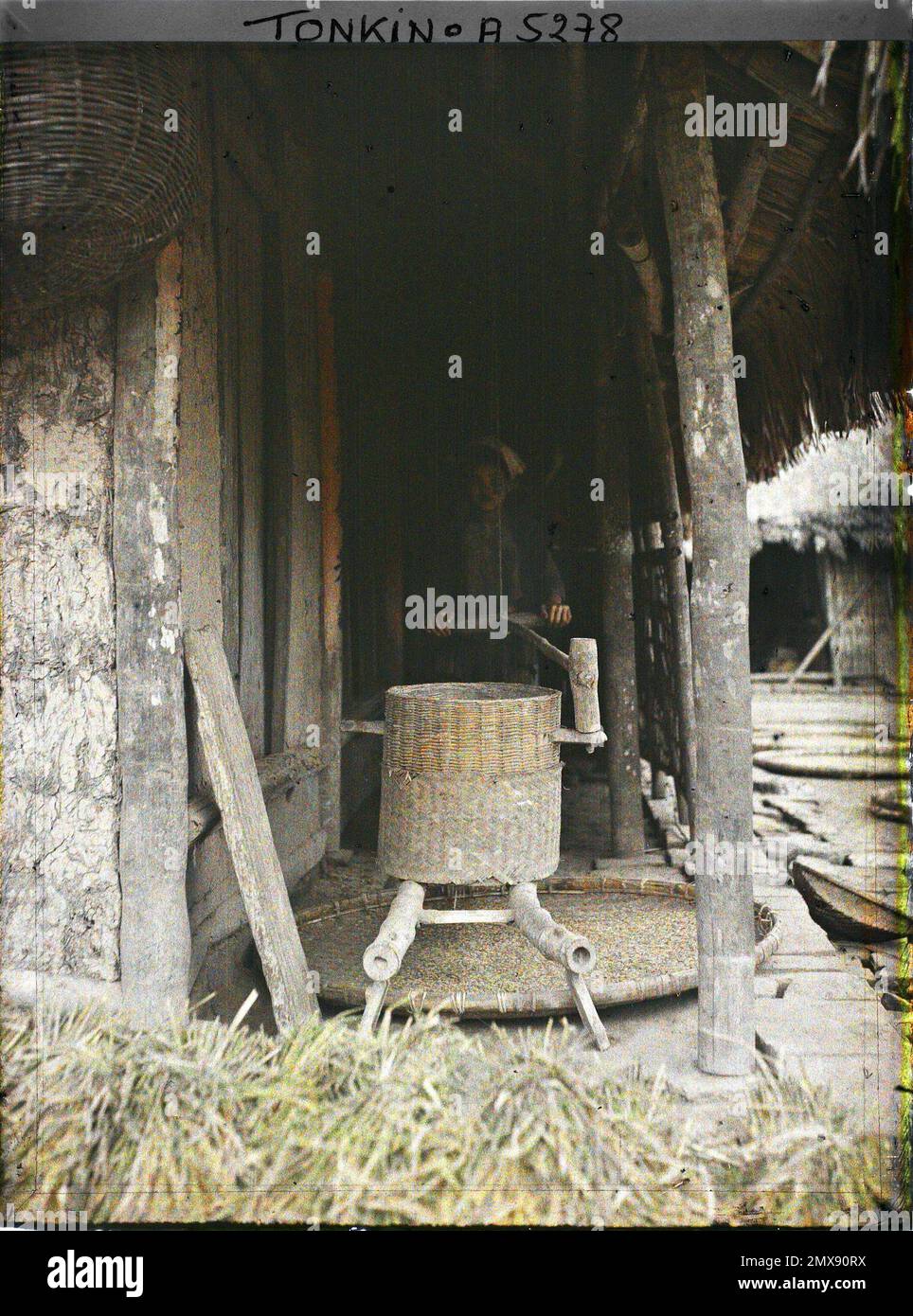 Tonkin, Indochina A young girl activating a mill to dissect the paddy ...