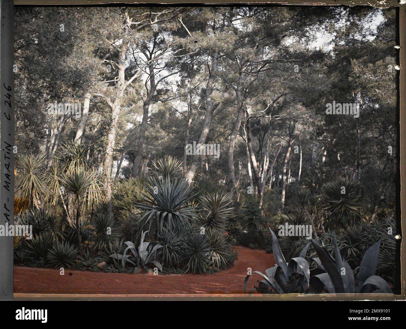 Pine agave fatty plant park garden vegetation botany habitat hi-res ...