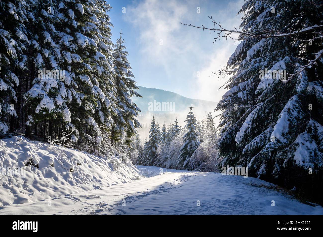 Winter landscape of Beskid Mountains in Poland, coniferous forest with ...