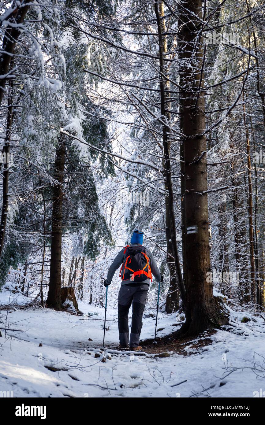Man with a backpack hiking in snowy forest in Beskid Mountains in ...