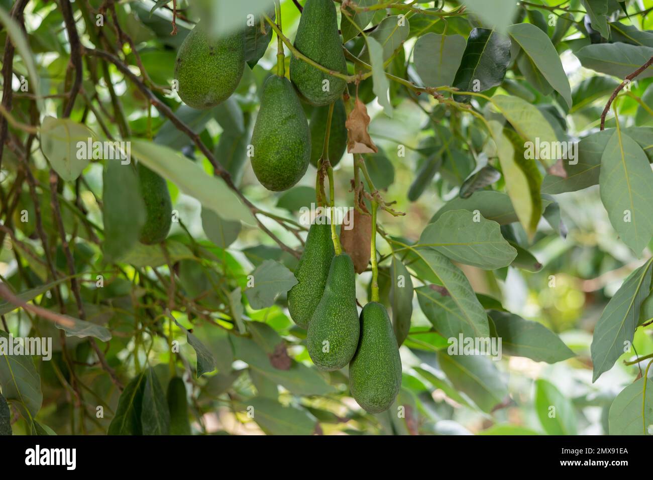 Avocado orchard worker hi-res stock photography and images - Alamy