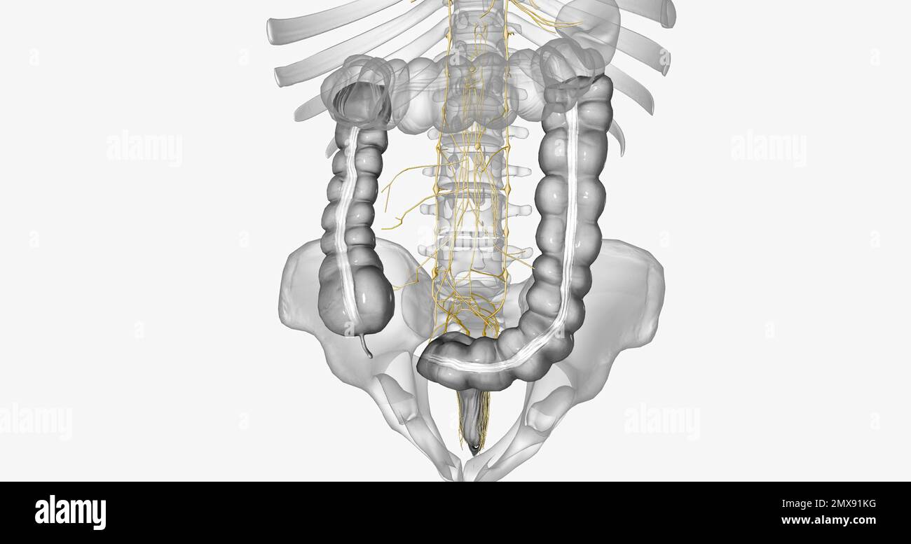 Nerve supply hi-res stock photography and images - Alamy