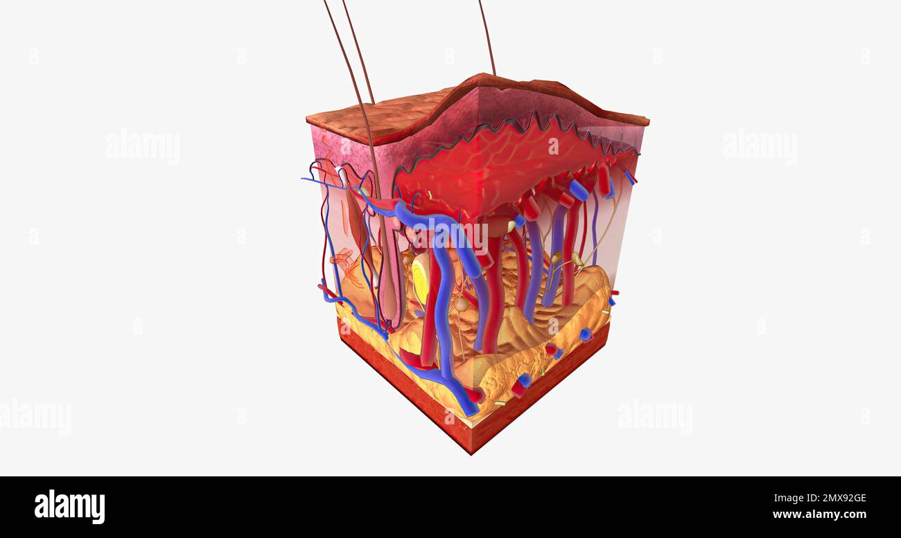 Skin pockets Cut Out Stock Images & Pictures - Alamy