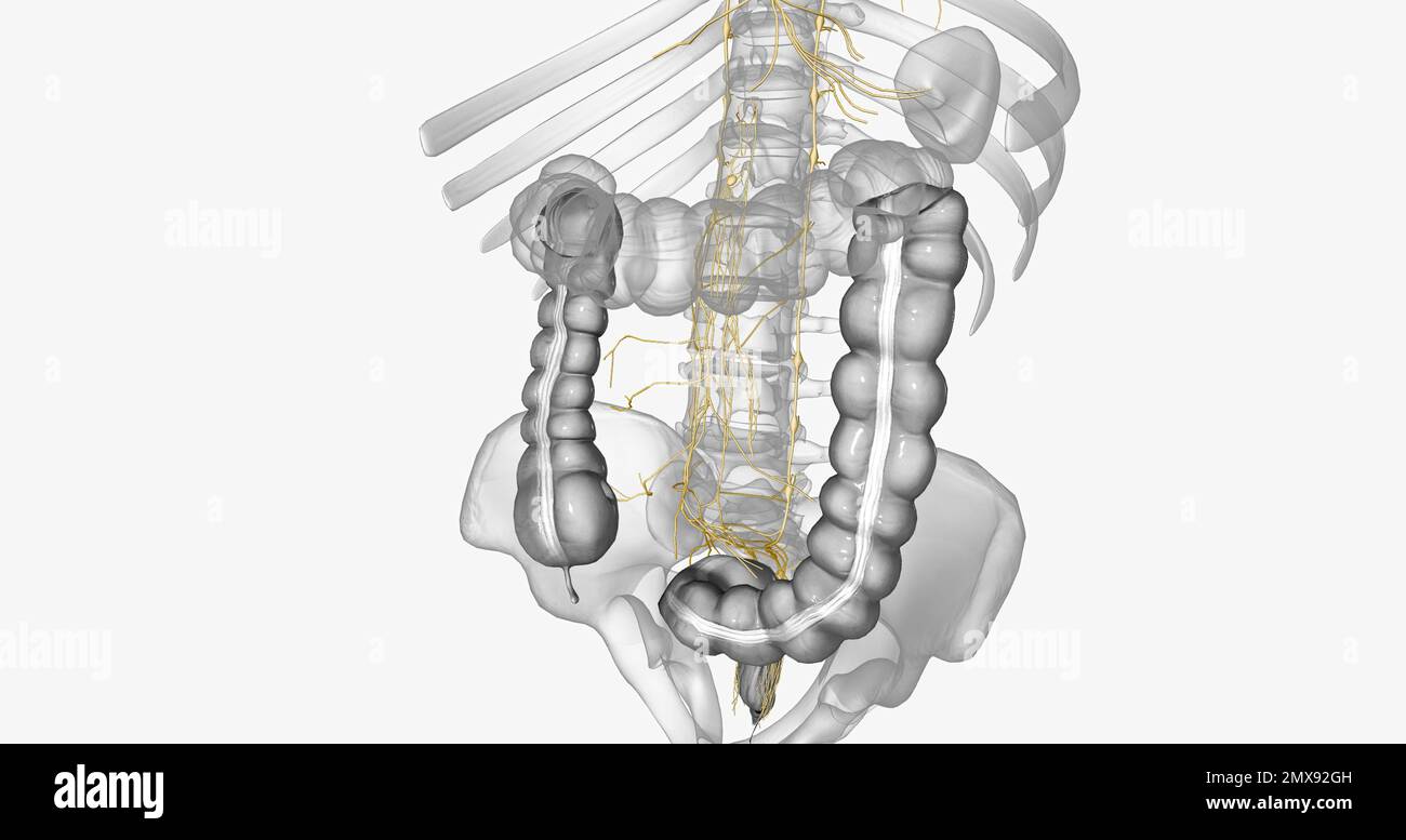 Nerve supply hi-res stock photography and images - Alamy