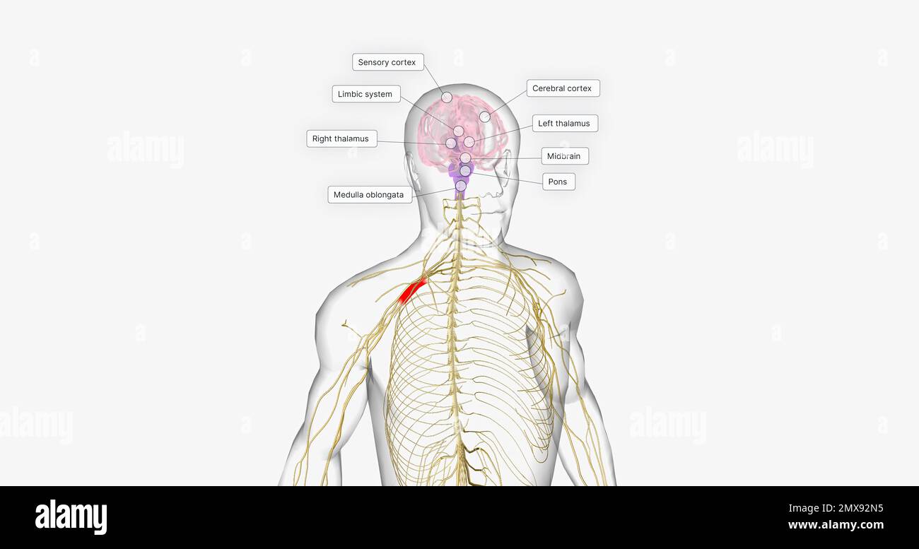 Backache woman rendering hi-res stock photography and images - Alamy