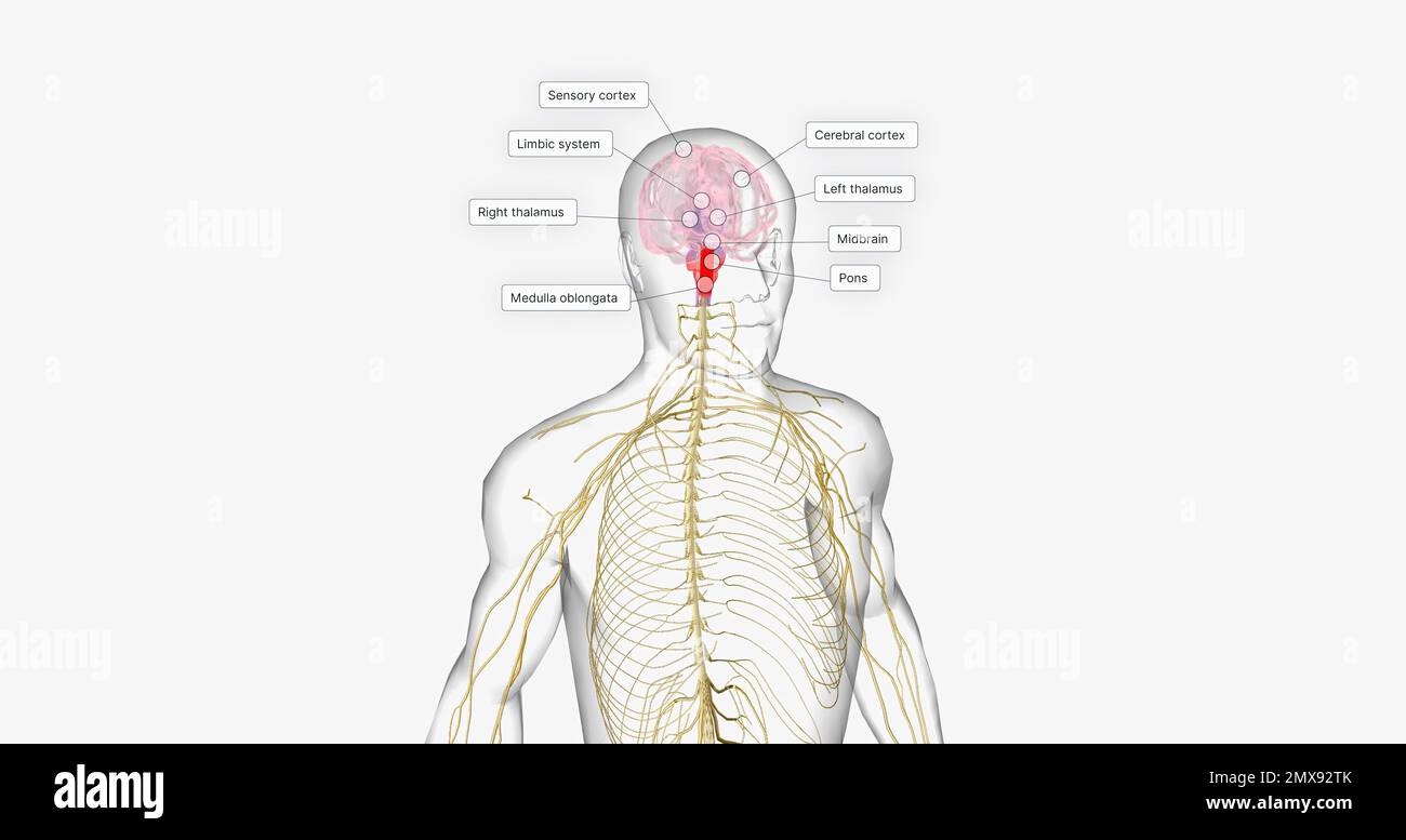 Backache woman rendering hi-res stock photography and images - Alamy