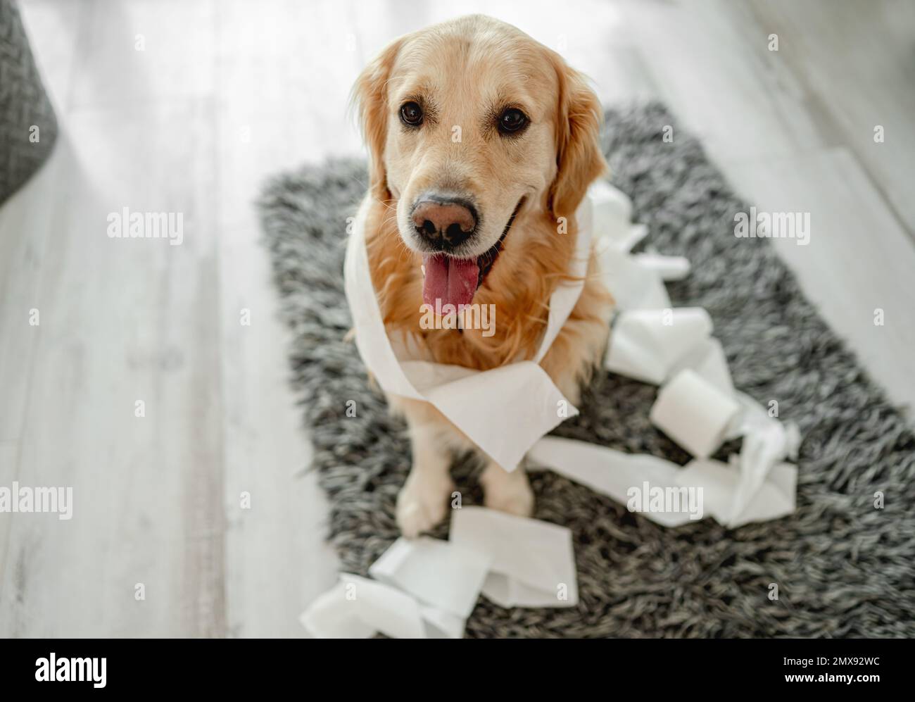 Golden retriever dog playing with toilet paper in bathroom on floor and ...