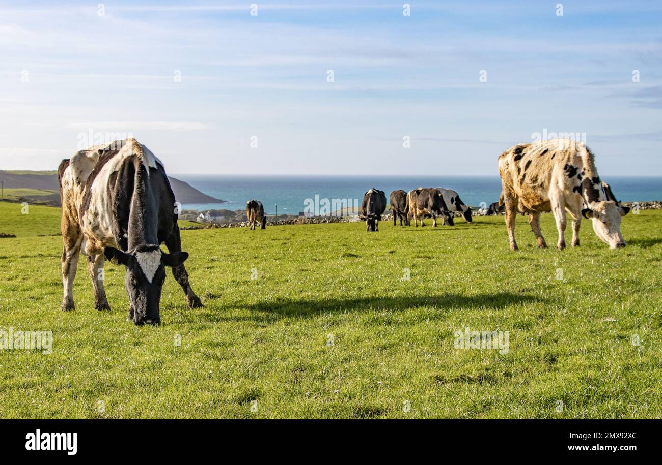 Cows let out to Spring grass after a winter housing. Butlerstown, Co ...