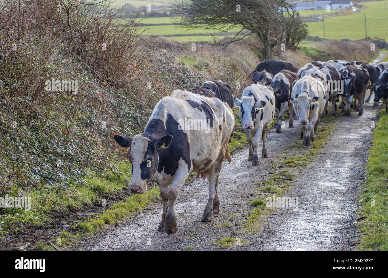 Cows let out to Spring grass after a winter housing. Butlerstown, Co ...