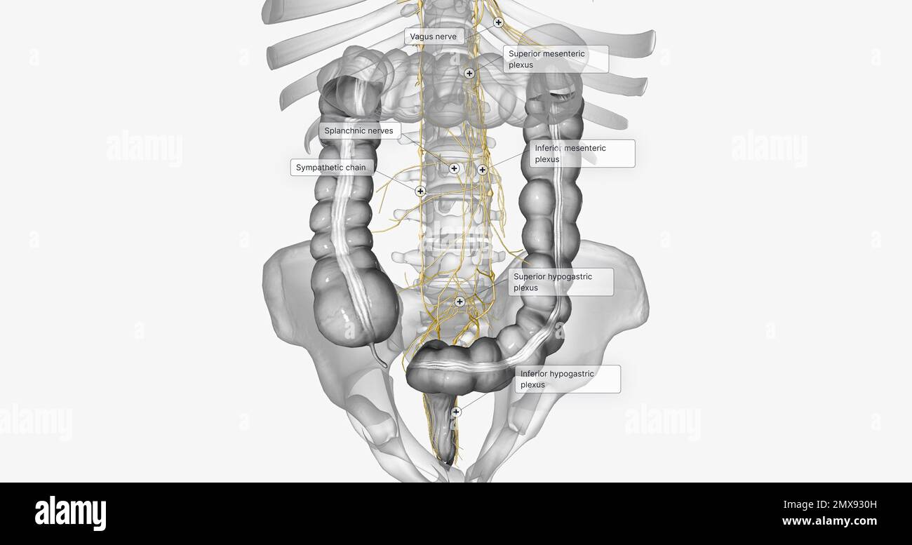 Nerve supply hi-res stock photography and images - Alamy