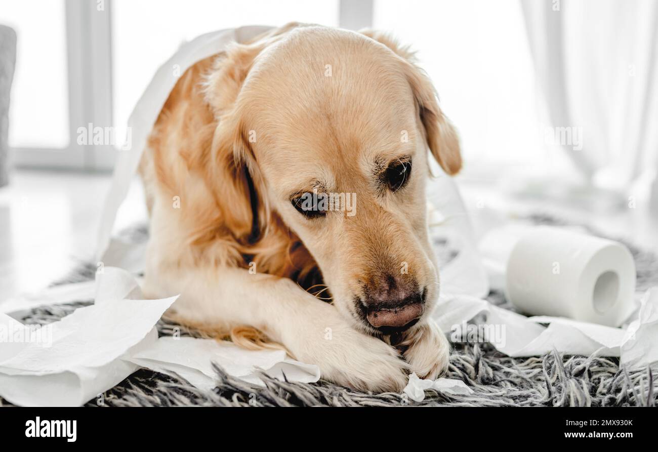 Golden retriever dog playing with toilet paper in bathroom lying on ...