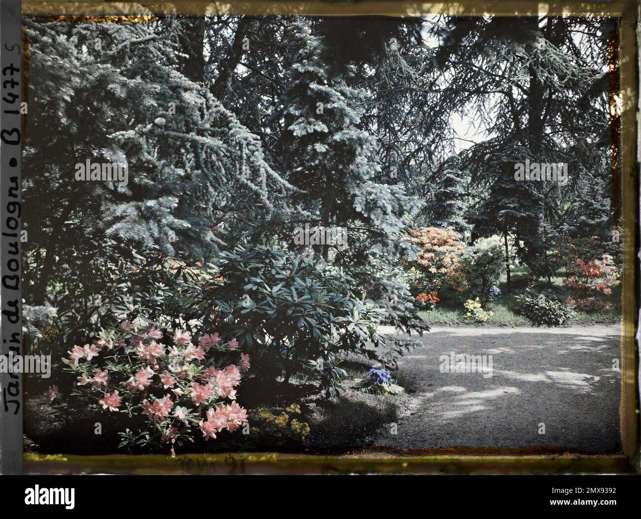 Property of Albert Kahn, Boulogne, France an alley in the blue forest ...