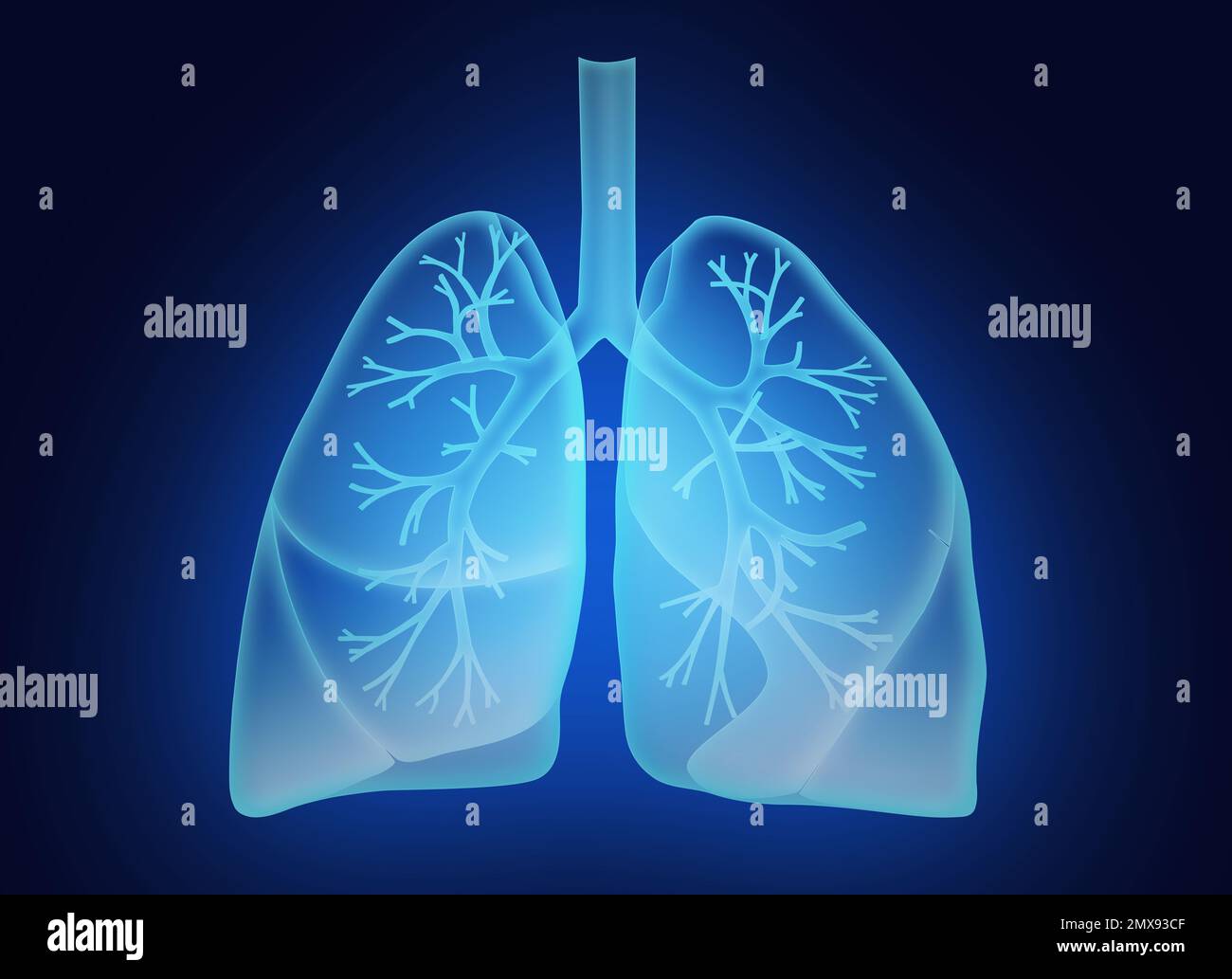 Illustration of human lungs on dark blue background Stock Photo - Alamy