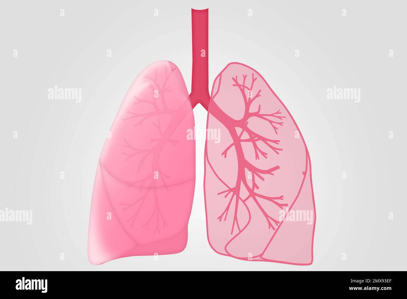 Illustration of human lungs on white background Stock Photo - Alamy