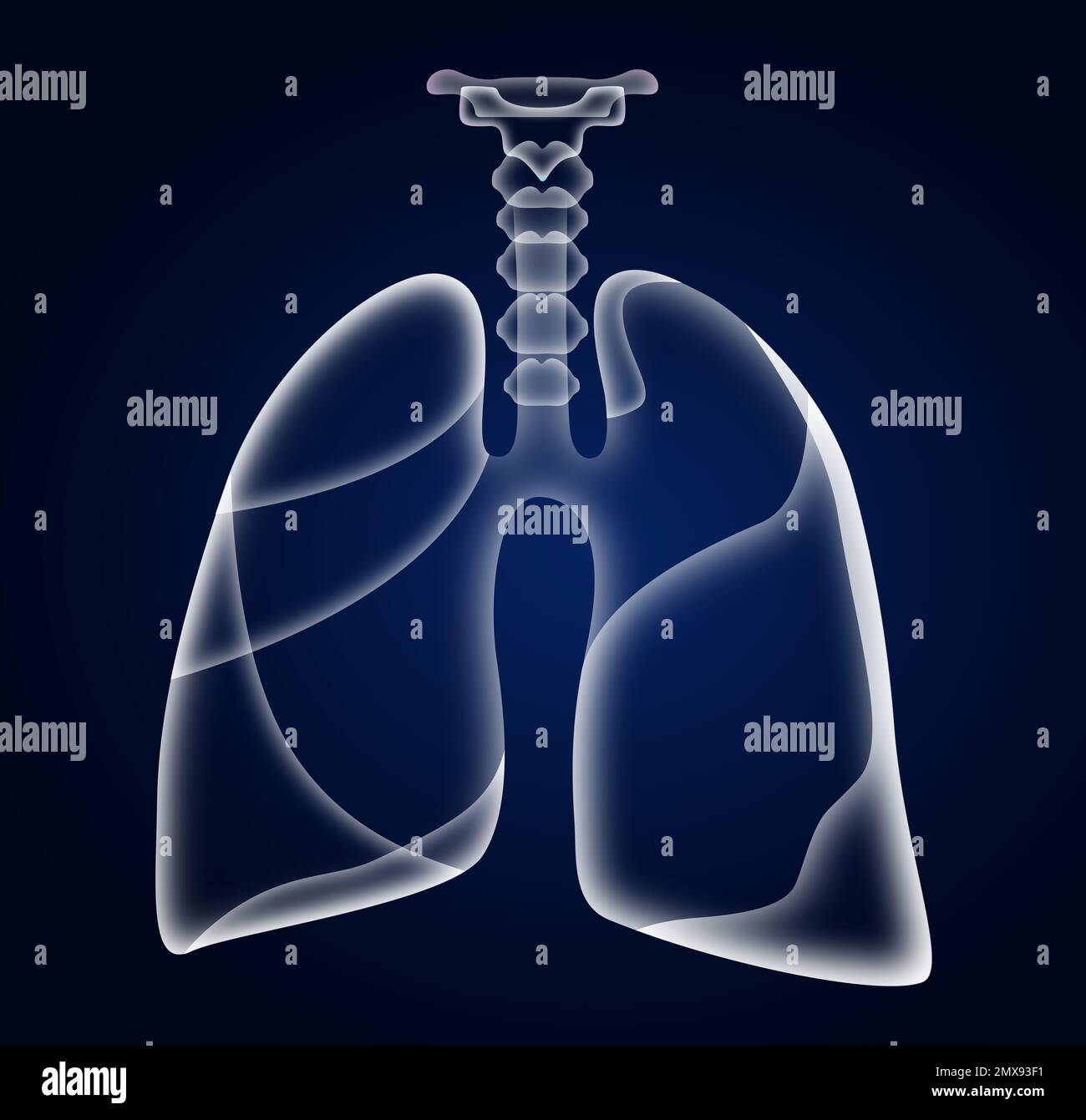 Illustration of human lungs on dark blue background Stock Photo - Alamy