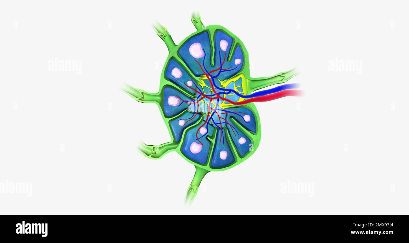 Thoracic lymph nodes Cut Out Stock Images & Pictures - Alamy