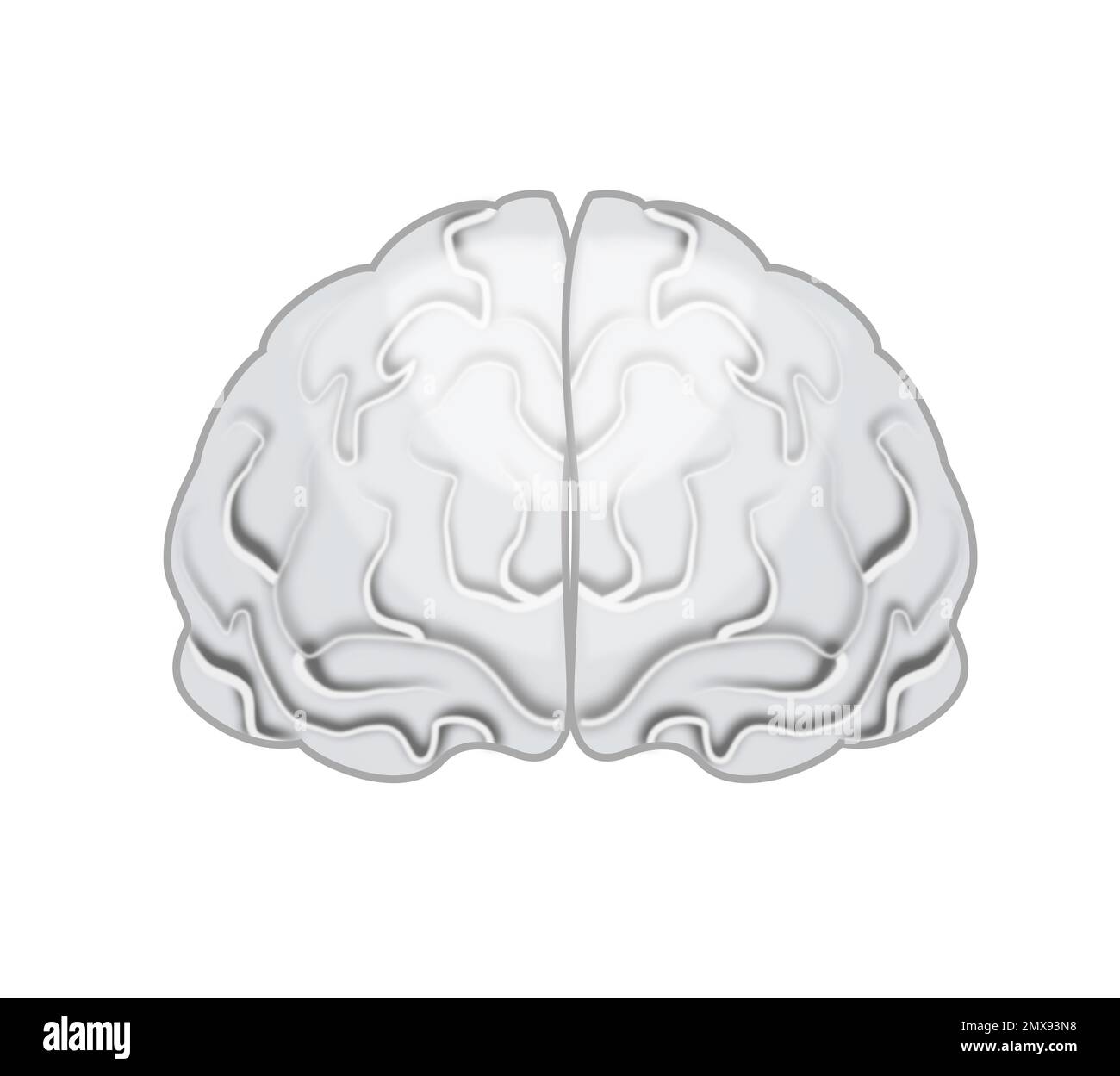 Illustration of human brain on white background Stock Photo - Alamy