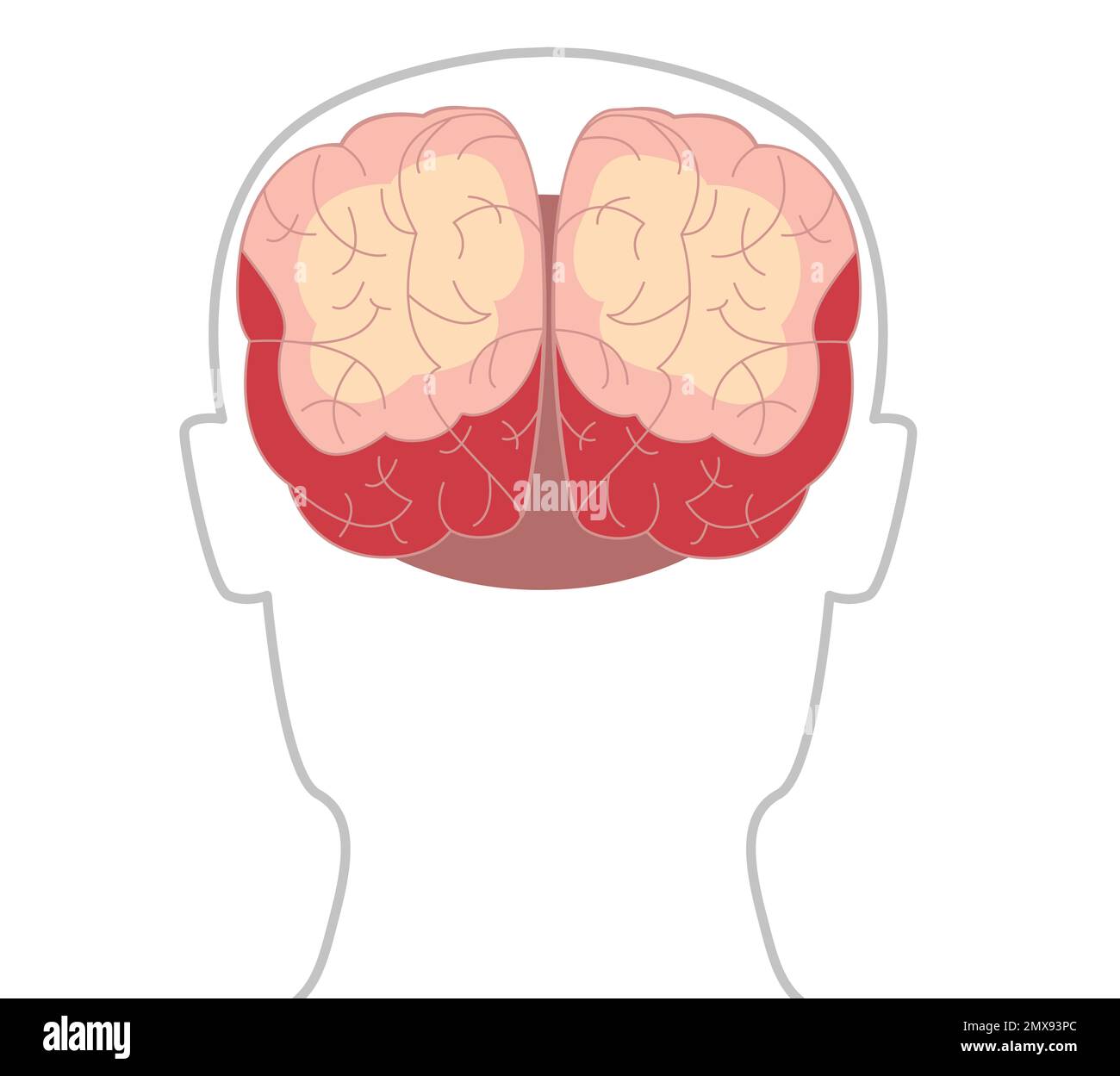 Illustration of human brain on white background Stock Photo - Alamy