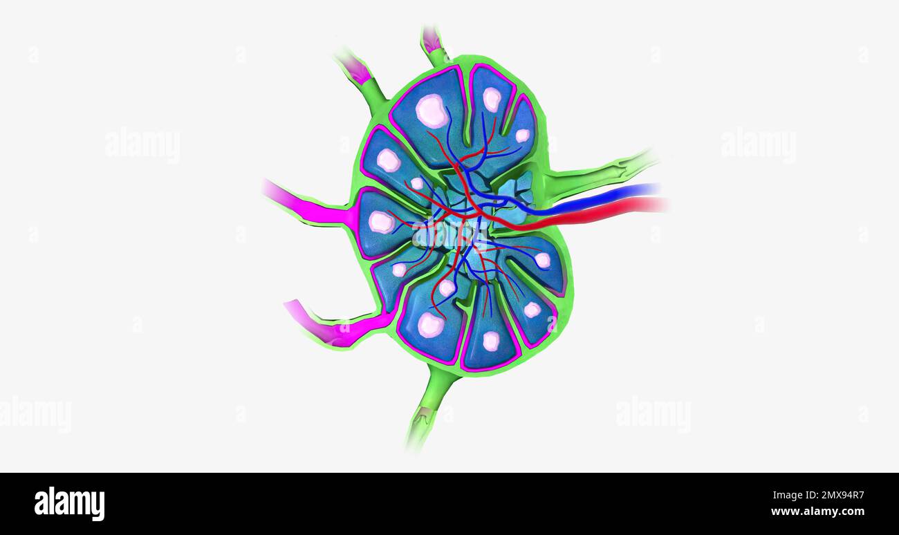 Lymph nodes 3d Cut Out Stock Images & Pictures - Alamy