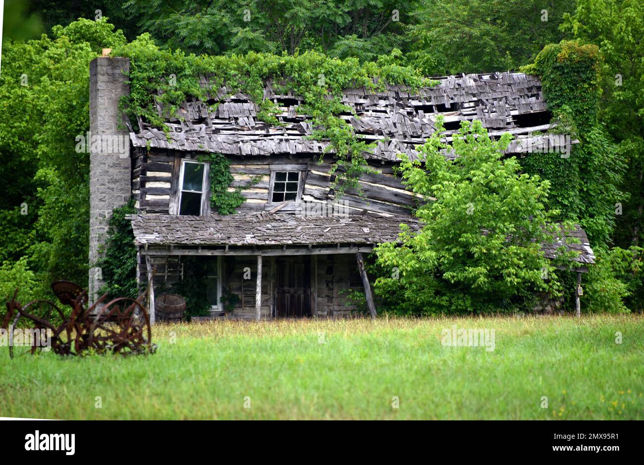 Two story, log, cabin is collapsing and in ruins. Vines are overgrowing ...