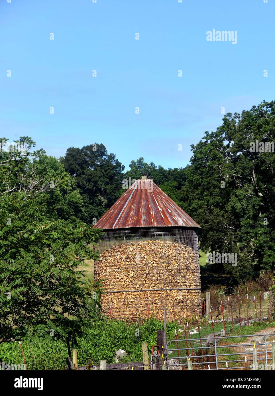 Old, corn crib is filled with corn crop. Round cylinder shaped silo is ...
