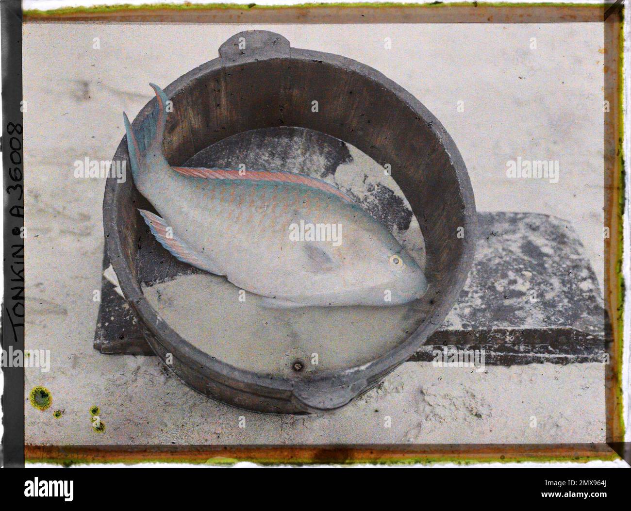 Ha-Long, Tonkin, Indochina Bay Fish-perroquet , Léon Busy in Indochina ...