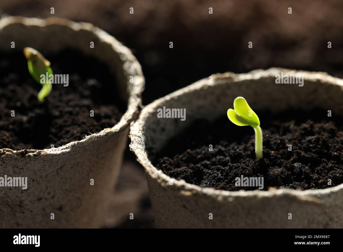 Pots with little green seedlings growing in soil, closeup Stock Photo ...