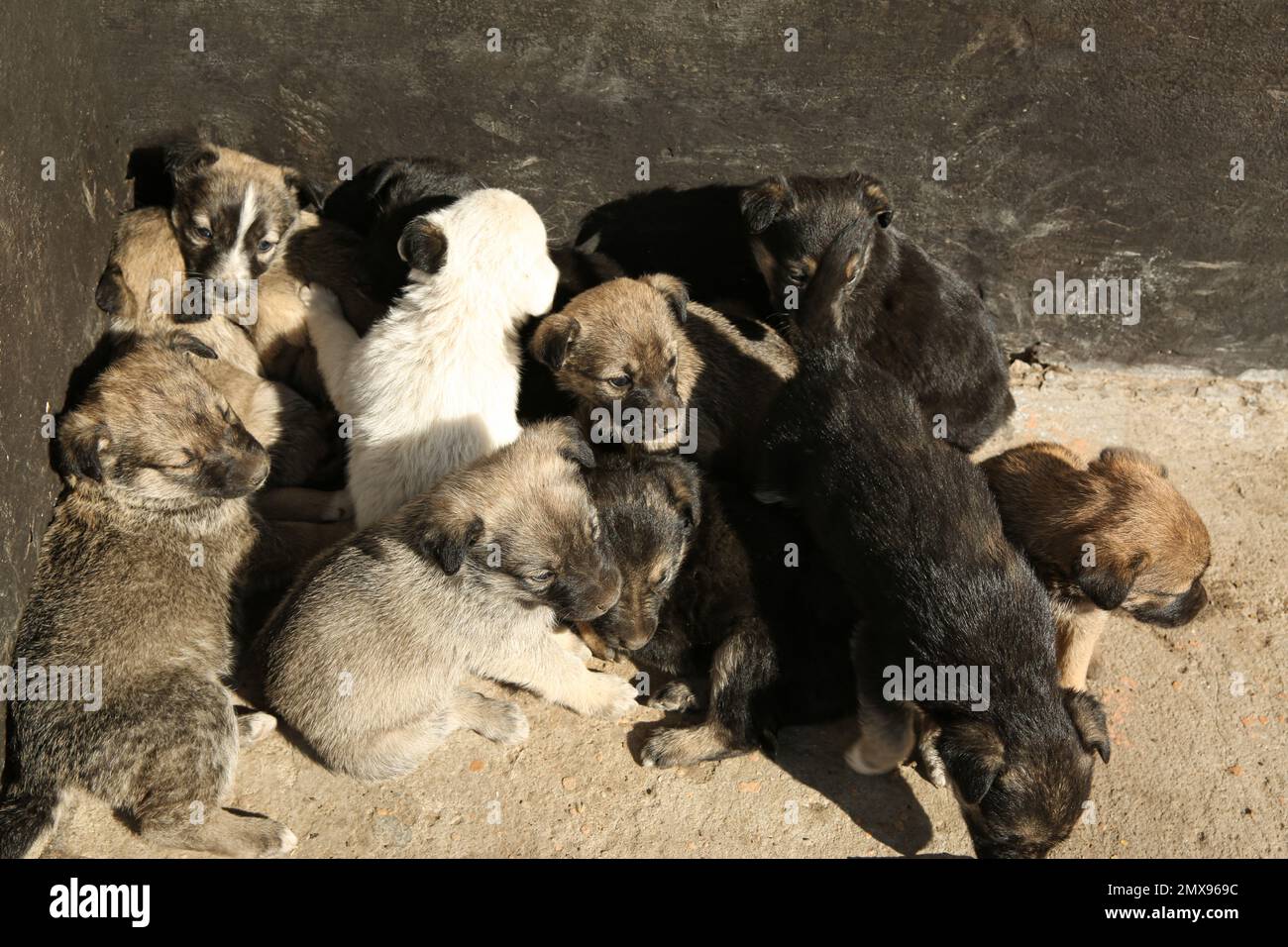 Stray puppies outdoors on sunny day. Baby animals Stock Photo - Alamy