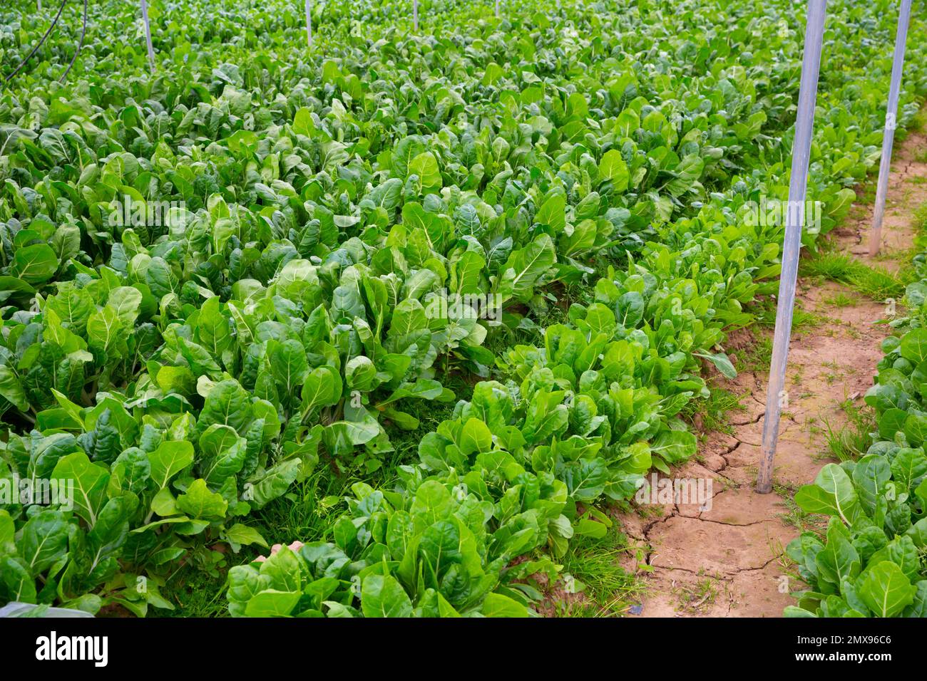 Field planted with green chard Stock Photo - Alamy