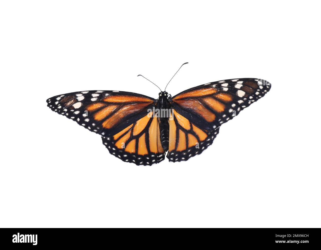 Beautiful fragile monarch butterfly isolated on white Stock Photo - Alamy