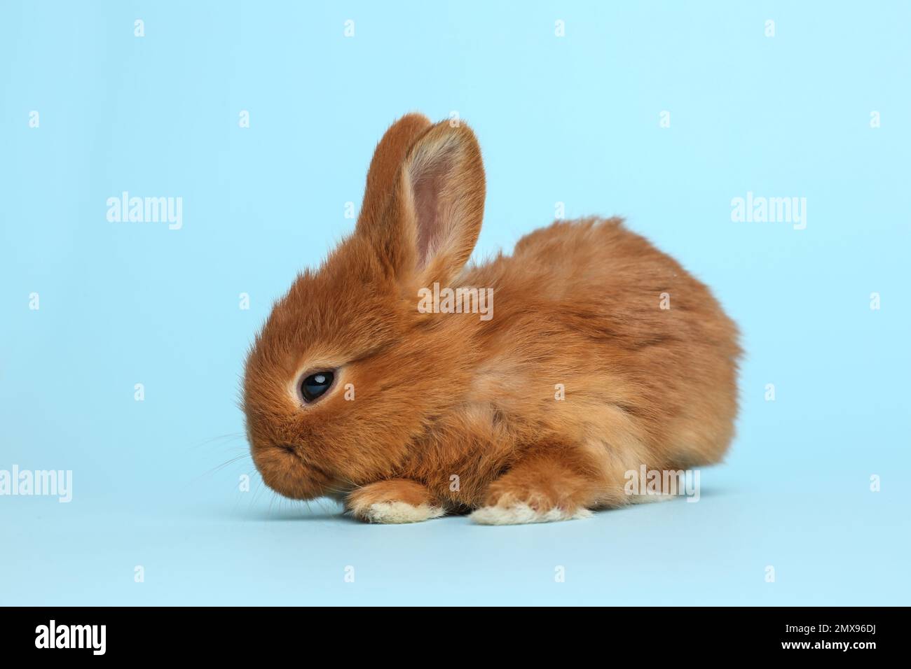 Adorable fluffy bunny on light blue background. Easter symbol Stock ...