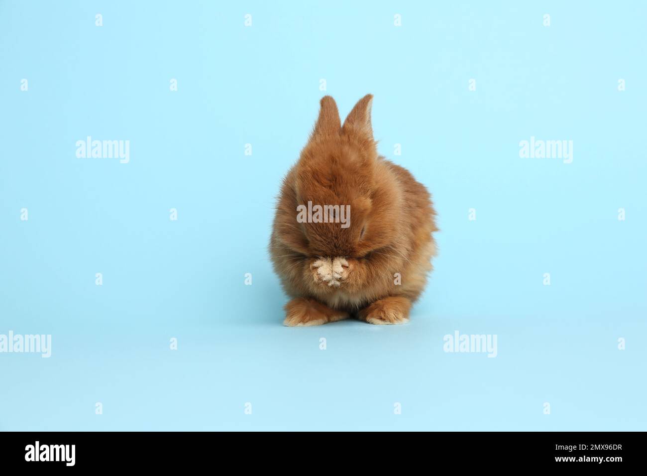 Adorable fluffy bunny on light blue background. Easter symbol Stock ...