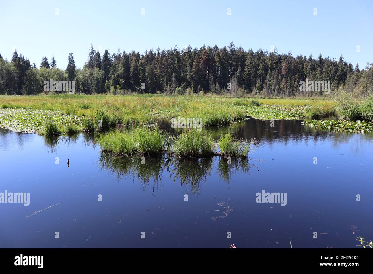 Beaver Lake Stanley Park Vancouver Stock Photo - Alamy