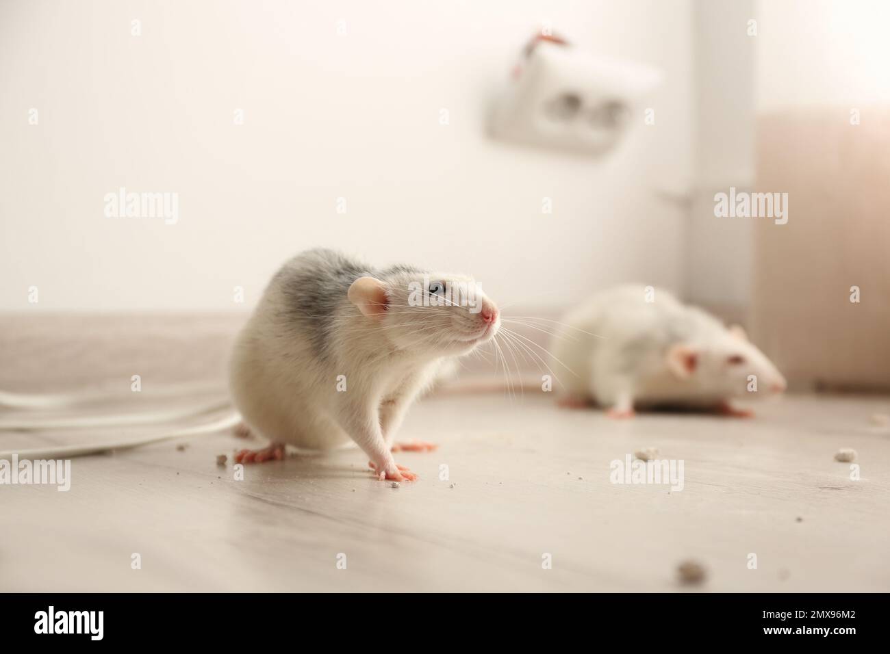 White rats on floor indoors. Pest control Stock Photo - Alamy