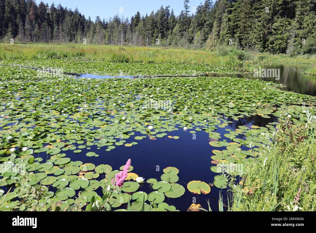 Beaver Lake Stanley Park Vancouver Stock Photo - Alamy