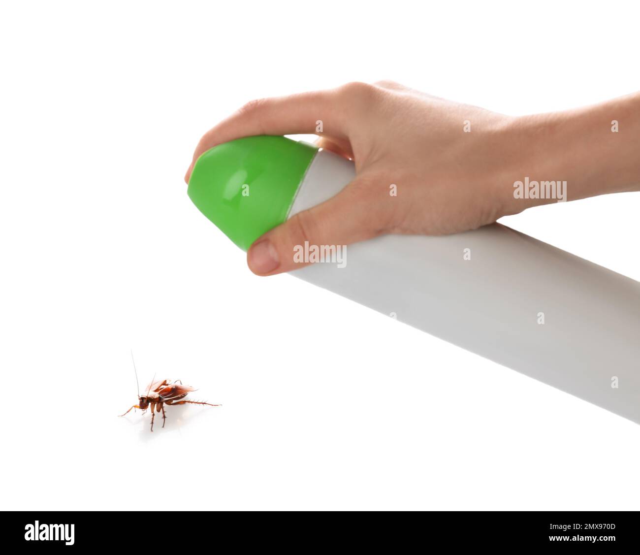 Woman spraying insecticide onto cockroach on white background, closeup ...
