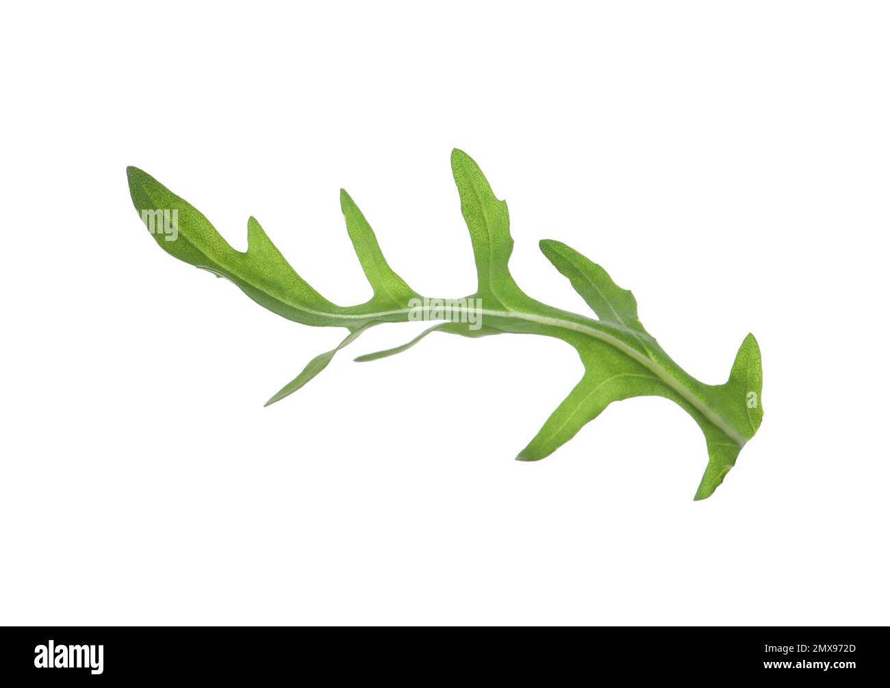 Leaf of fresh arugula isolated on white Stock Photo - Alamy