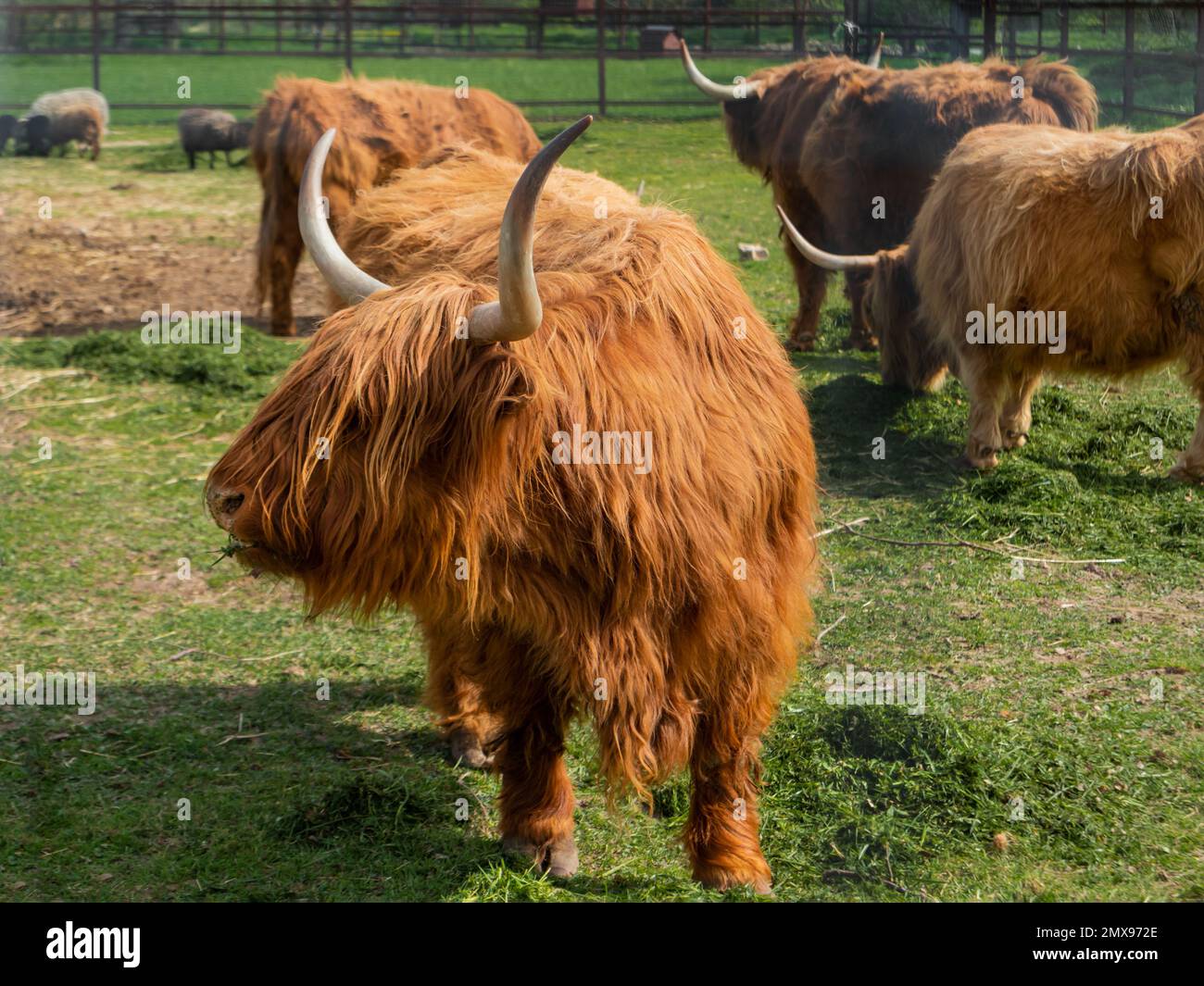 Highland Scottish breed of rustic cattle. Furry cows eat fresh grass in ...