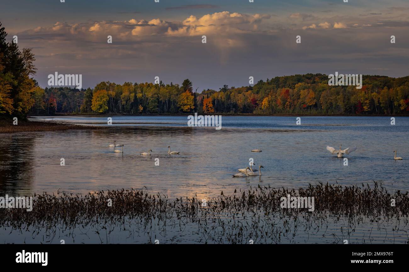 Trumpeter swans in northern Wisconsin Stock Photo - Alamy