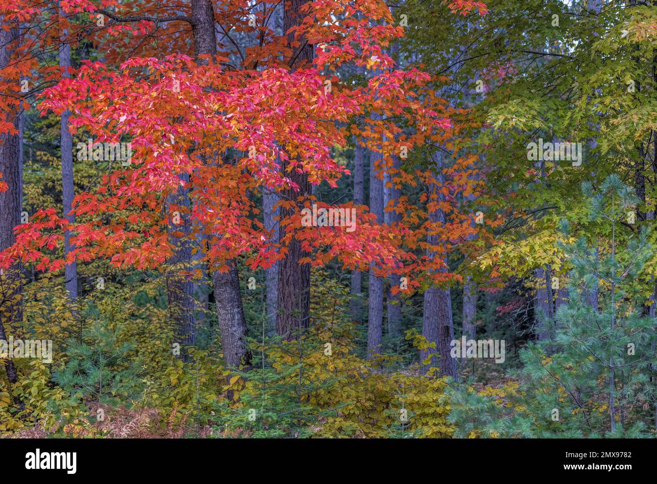 Autumn in the Chequamegon-Nicolet National Forest in northern Wisconsin ...