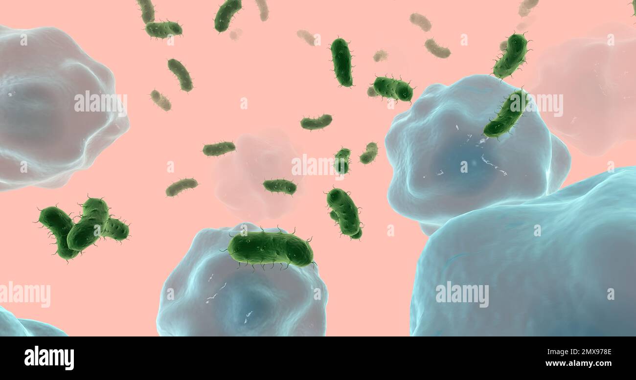 Urinary tract infection bacteria hi-res stock photography and images ...